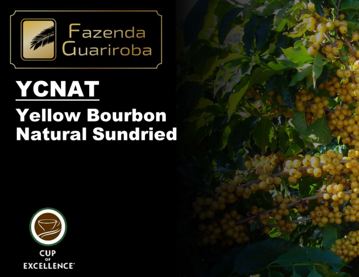 Brazil Guariroba Yellow Bourbon Natural | SÖT COFFEE – SOT Coffee Roaster