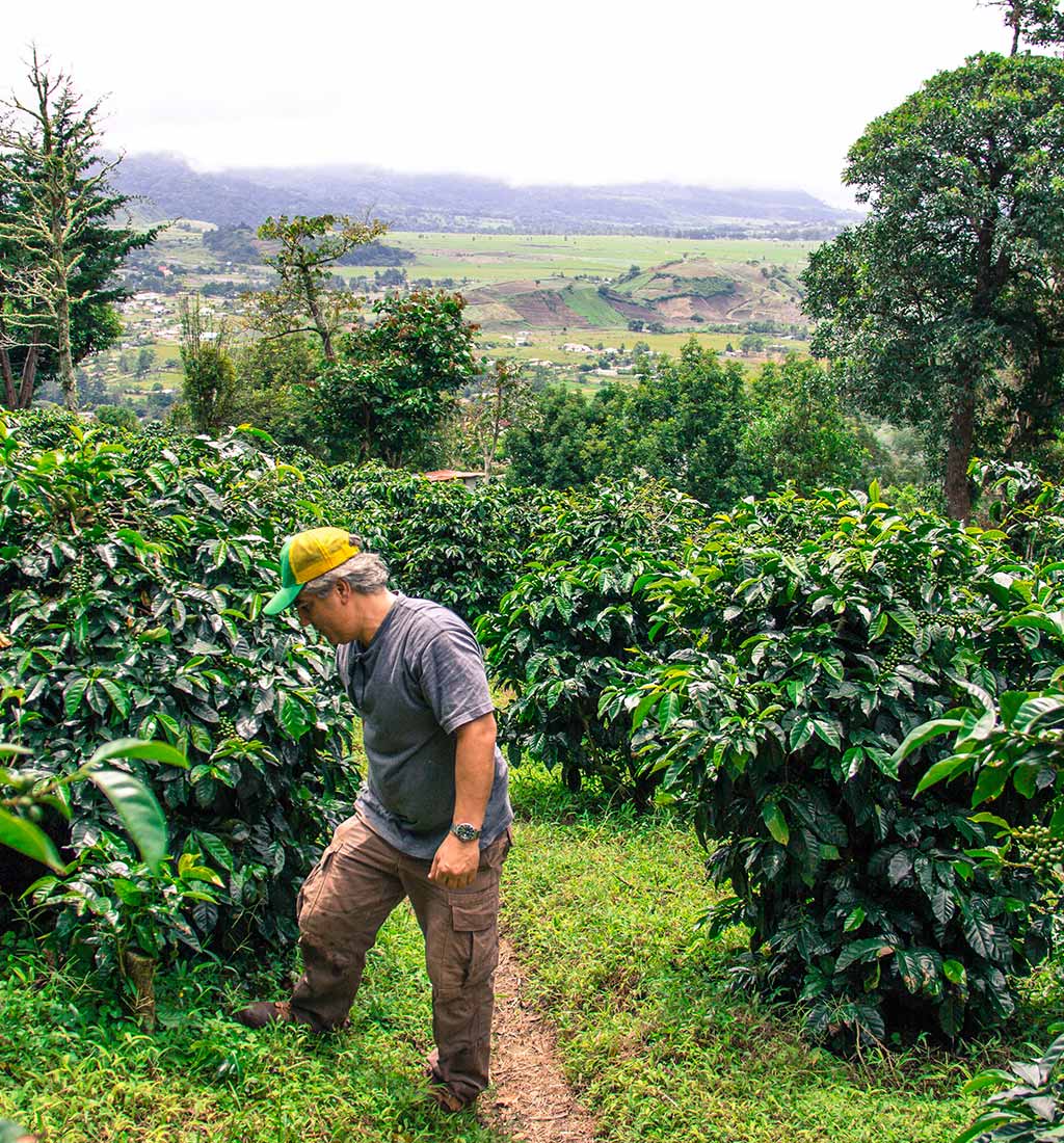 Panama Carmen Geisha パナマ カルメン ゲイシャ | SÖT COFFEE – SOT Coffee Roaster